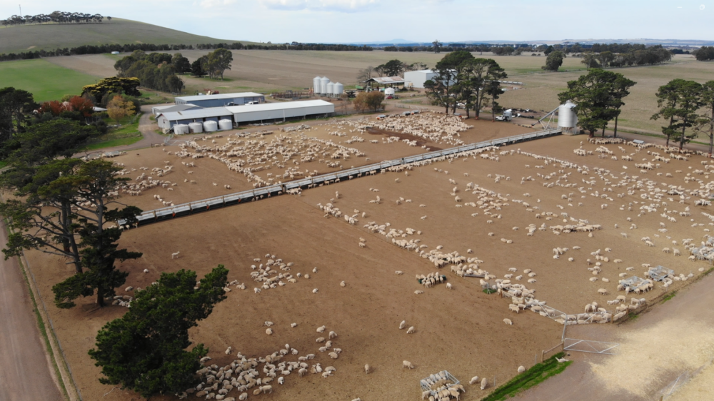 Automated Feedlot - Advantage Feeders